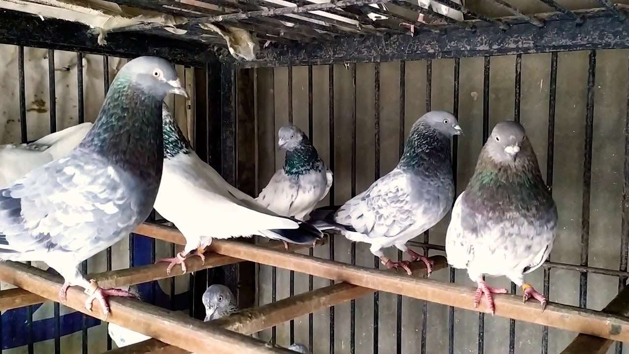 Best Racing Pigeon Collection. - YouTube