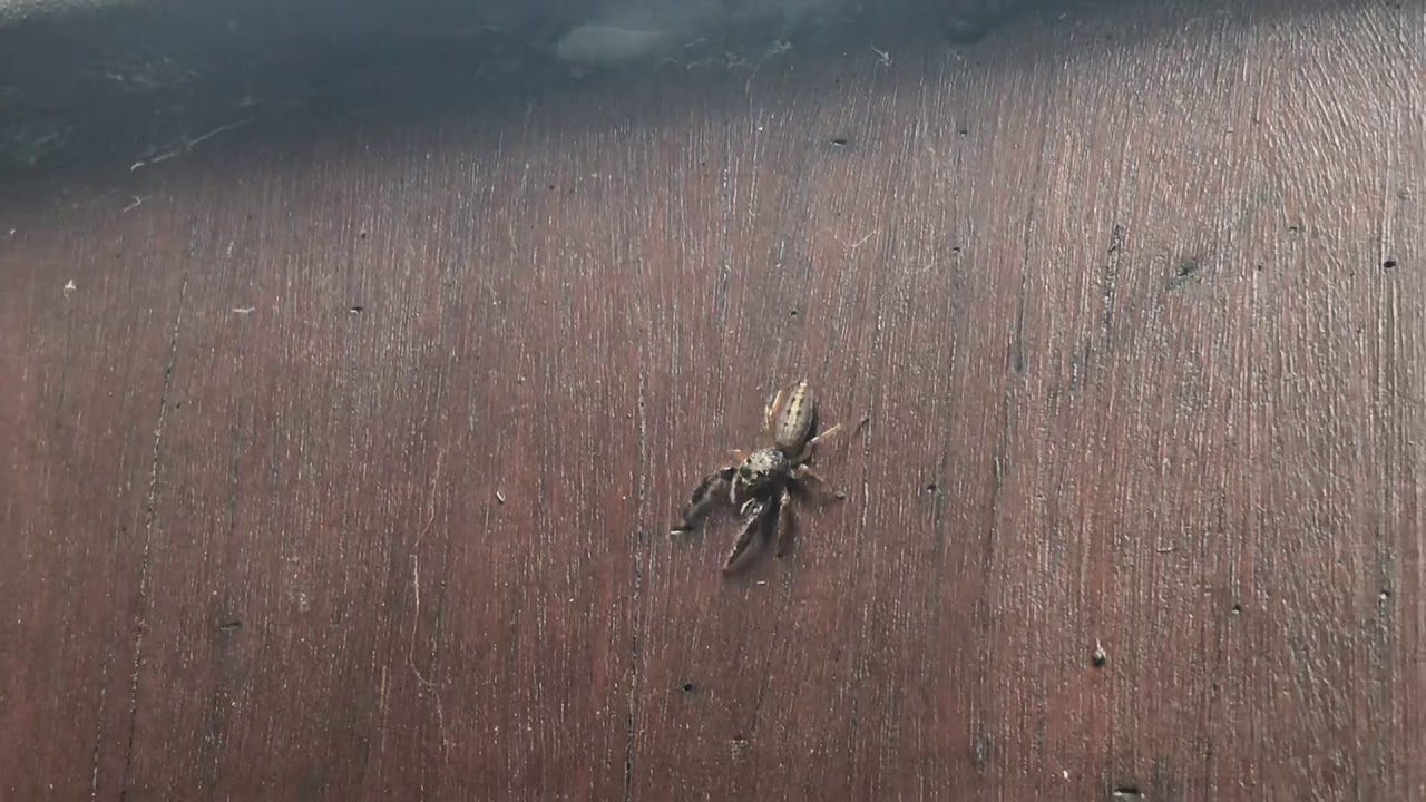 Bavia jumping spider - YouTube