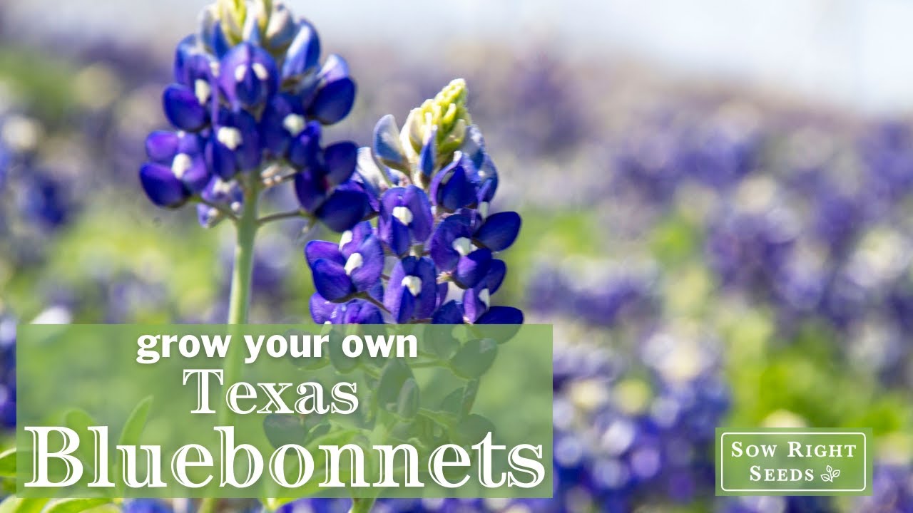 Sow Right Seeds | Texas Bluebonnet - YouTube