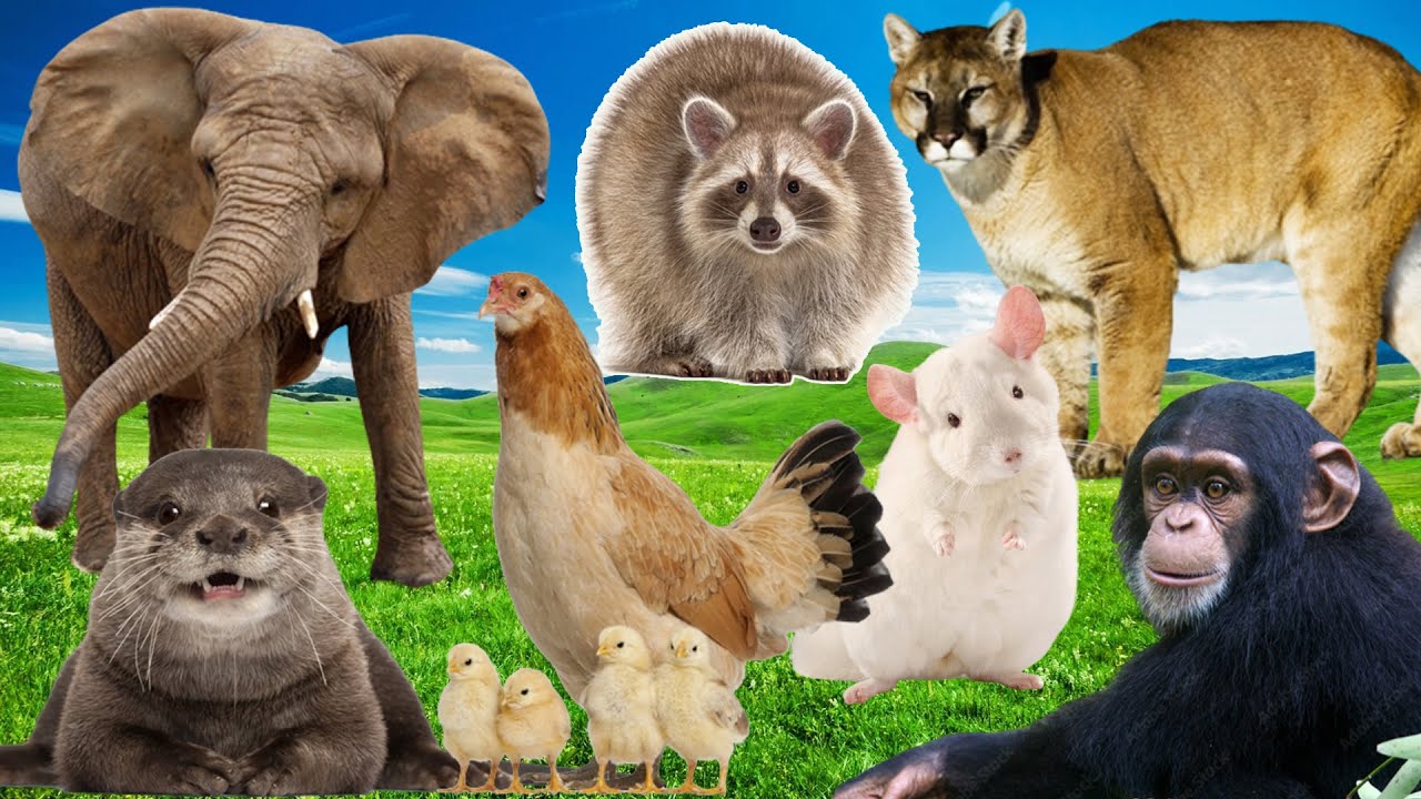 Familiar Animal Sounds: Raccoon, Elephant, Chimpanzee, Chicken ...