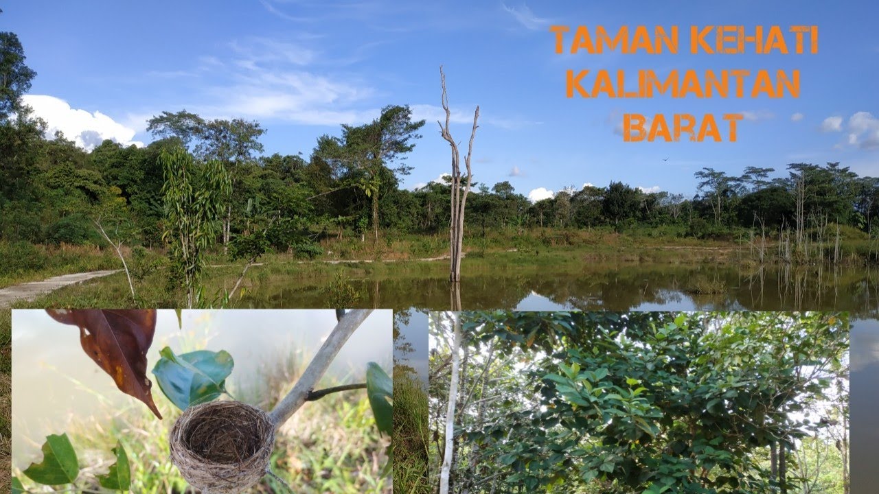 Keanekaragaman Hayati tumbuhan di Kalimantan Barat | Jambu Tangkalak # ...