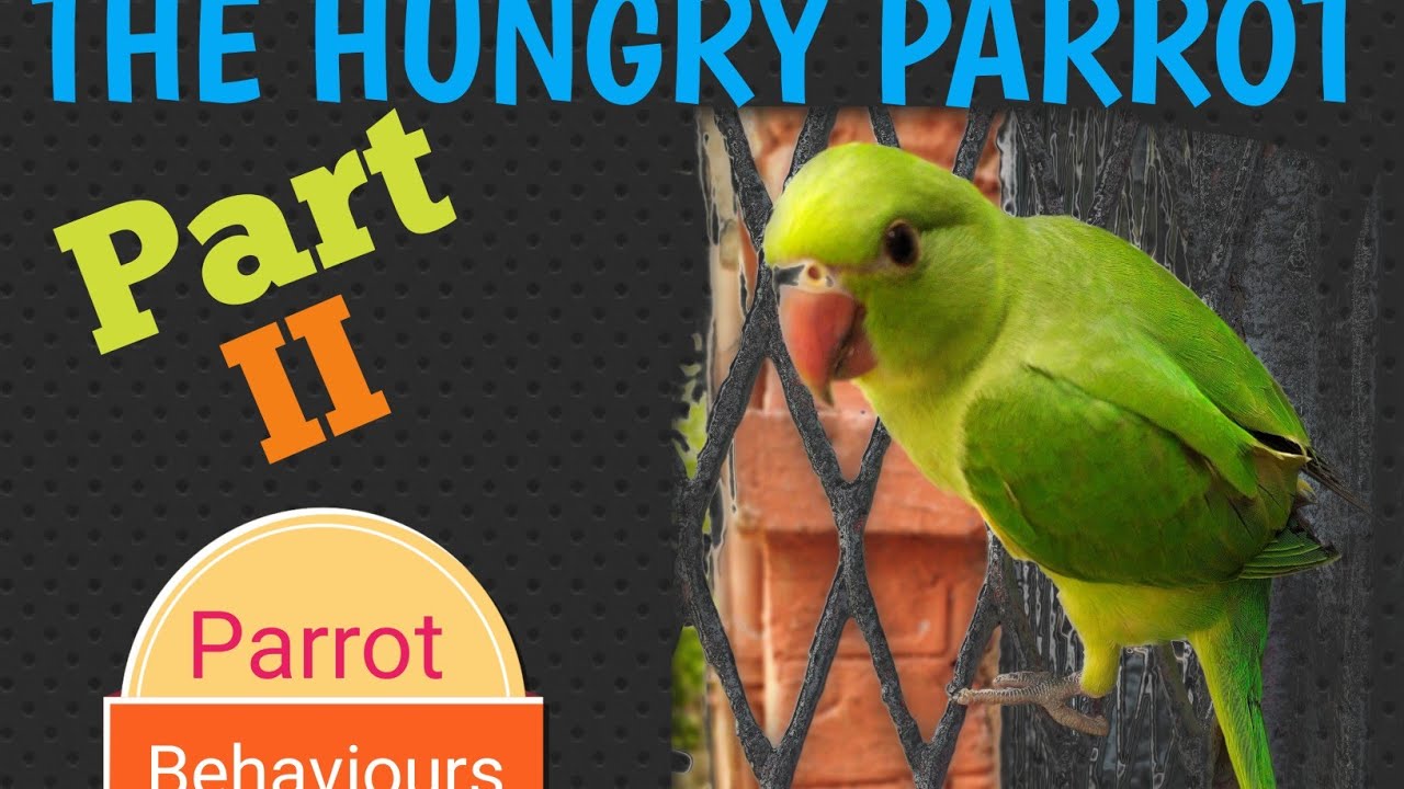 The Hungry Parrot. Part - II - YouTube