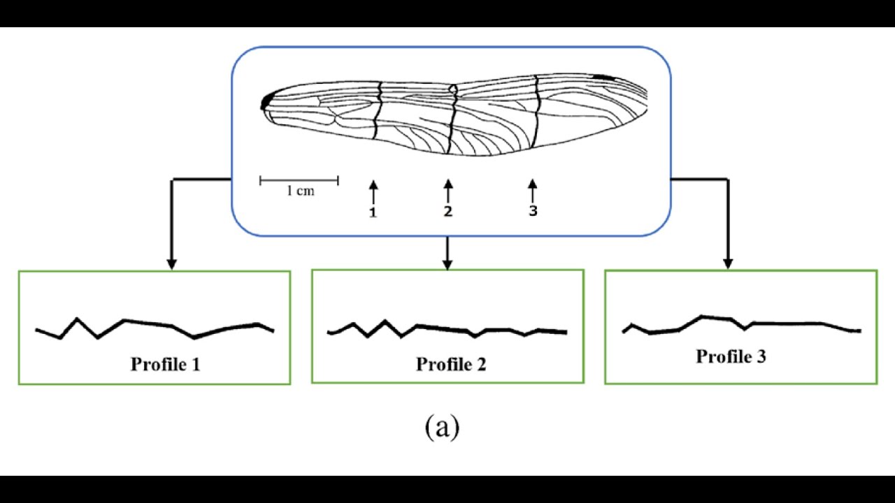 Corrugated Flapping Wings in Ground Effect Aerodynamics - Podcast #74 ...