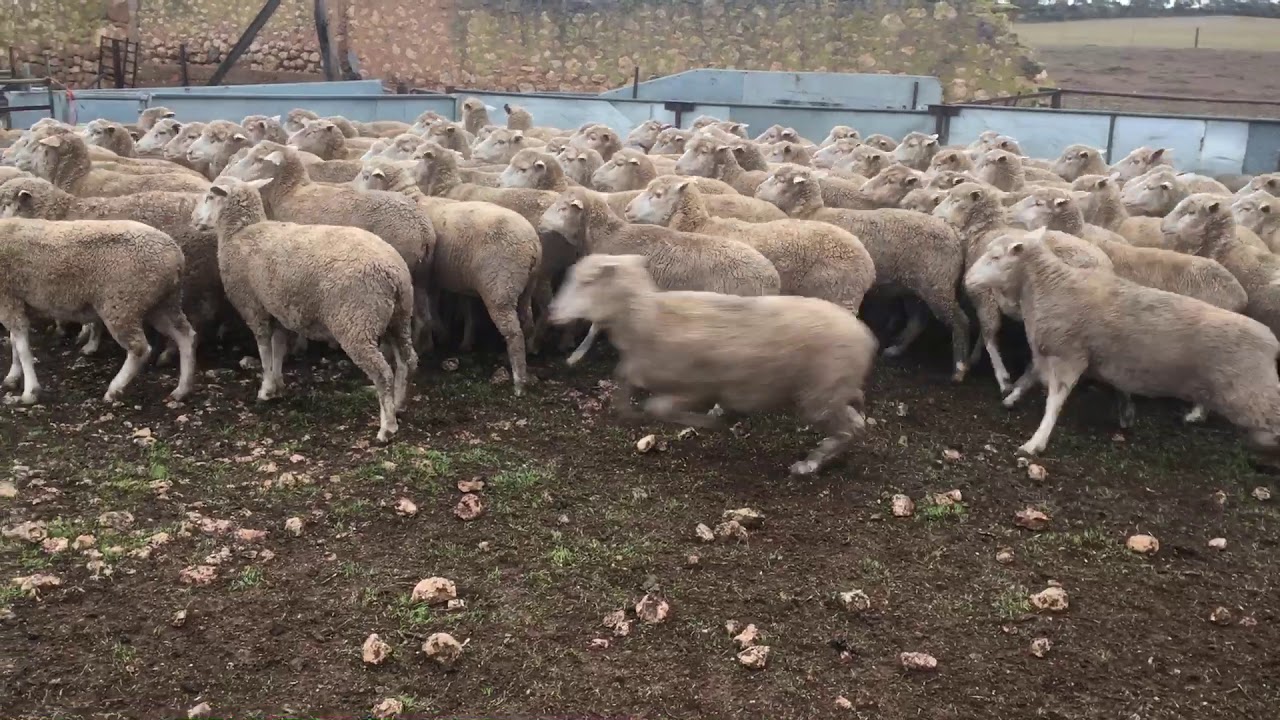 160 merino Ewes - YouTube
