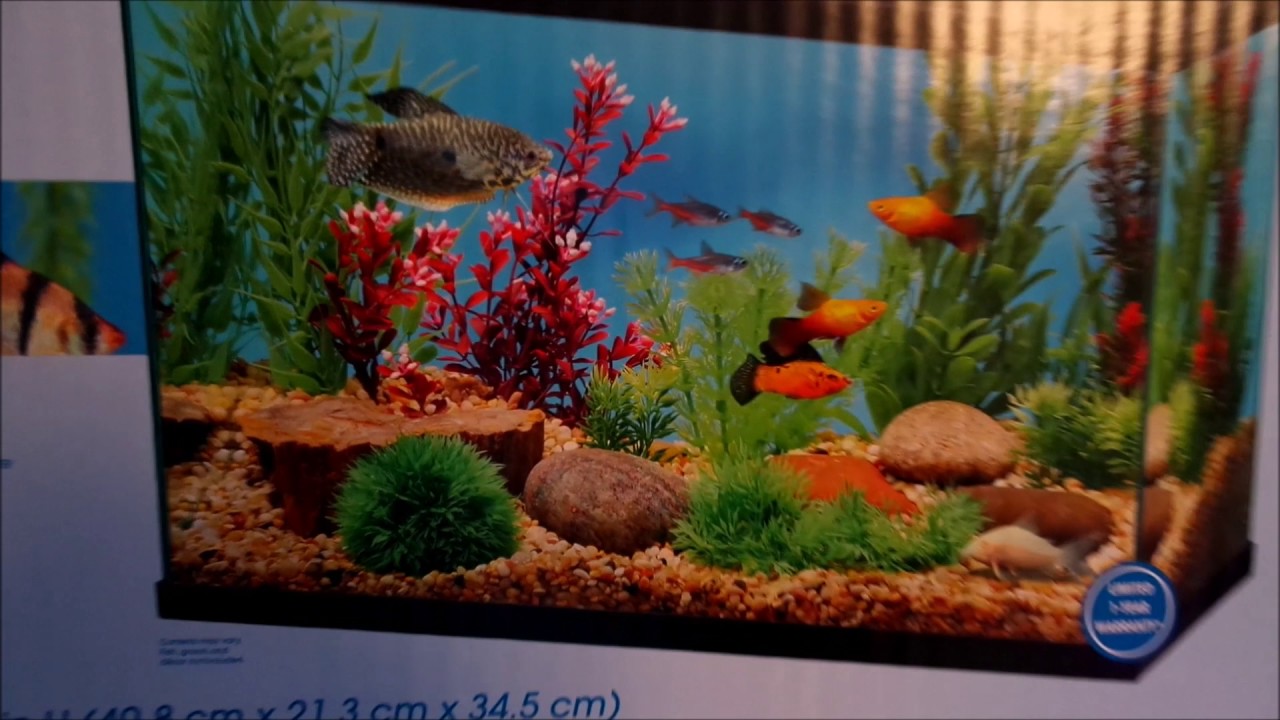 Fish Tank Fun - YouTube