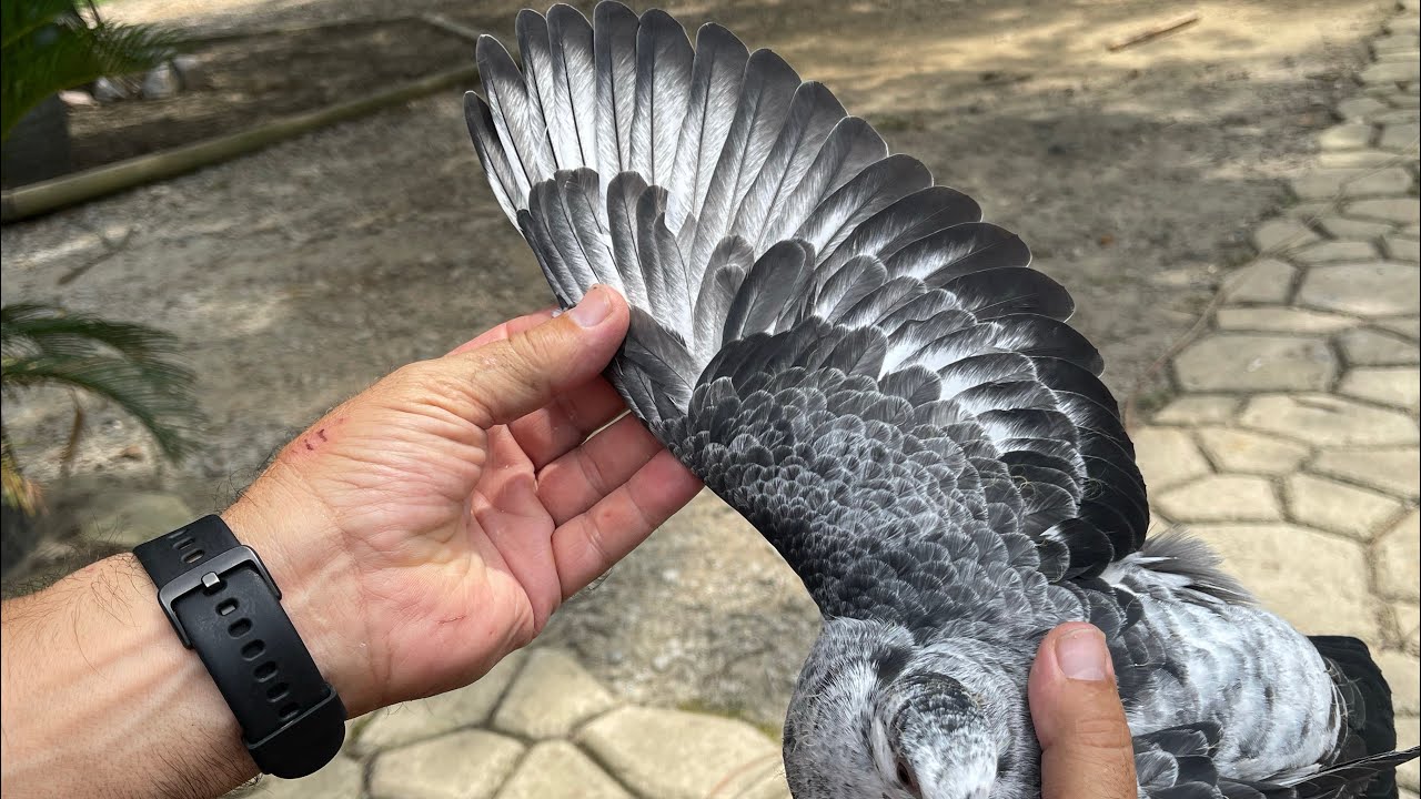 Racing pigeons training, electric timing system (Benzing M1) and 33 ...