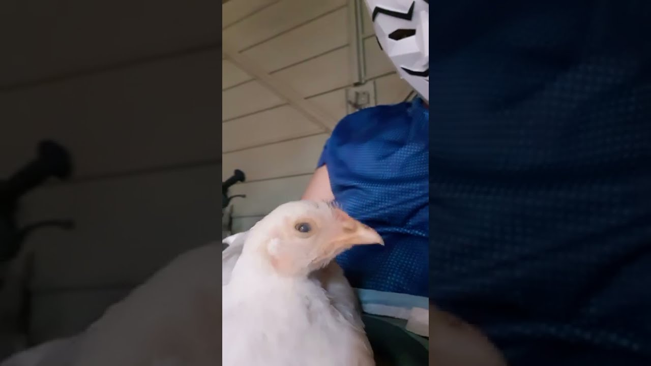 chick chilling 😎 - YouTube