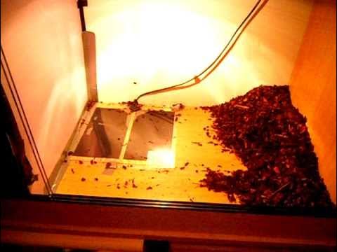 How to Setup a Ball Pythons Cage - YouTube