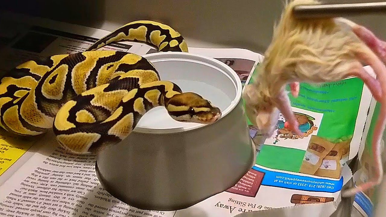 Ball Python Feeding - 1000 Gram Wall - YouTube