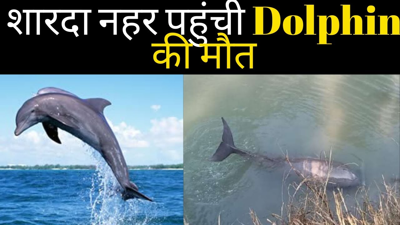 शारदा नहर पहुंची Dolphin Fish की मौत - YouTube
