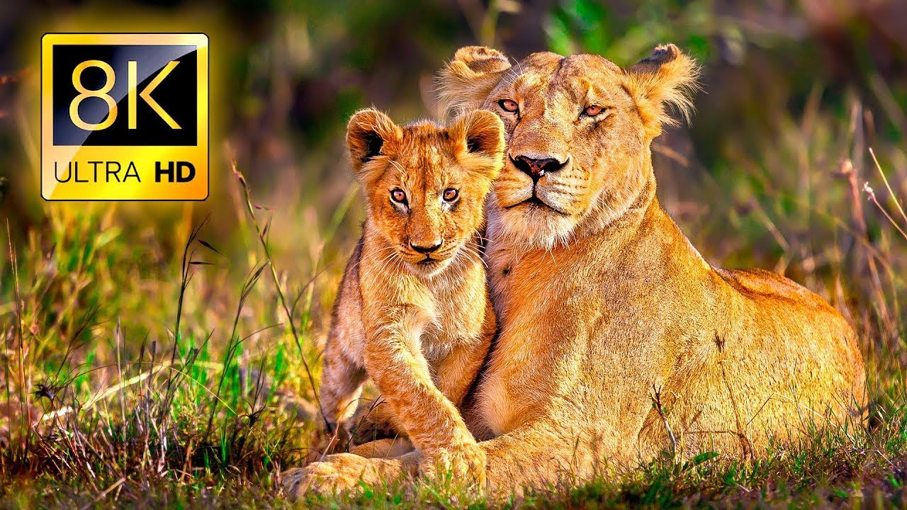 amazing scene of wild animals in 4k - scenic relaxation |animal world ...