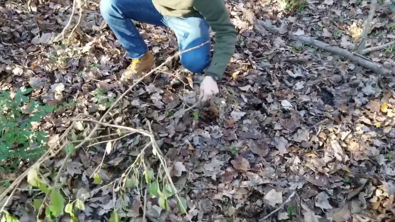 Setting up a Snare Trap - YouTube