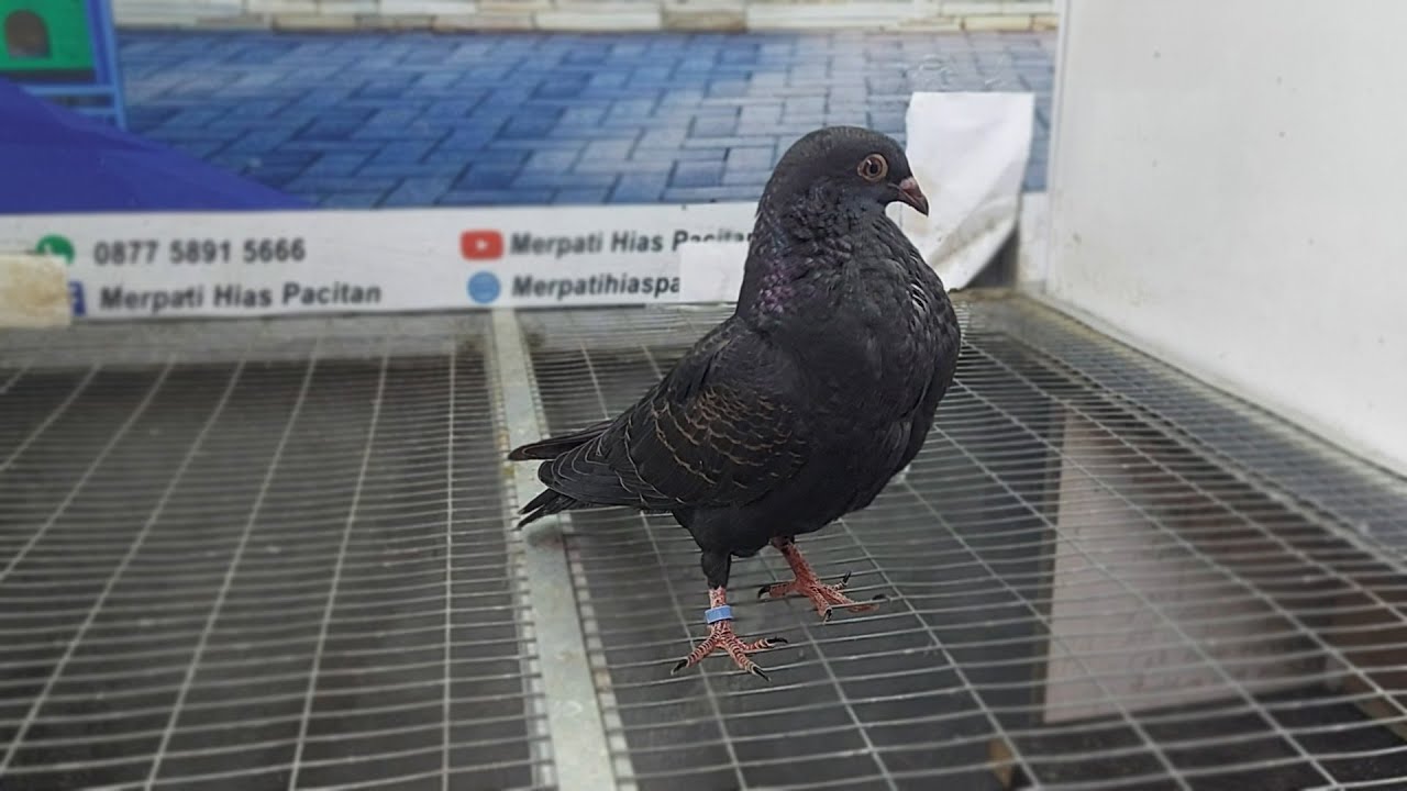 MERPATI GADITANO 26022022 - YouTube