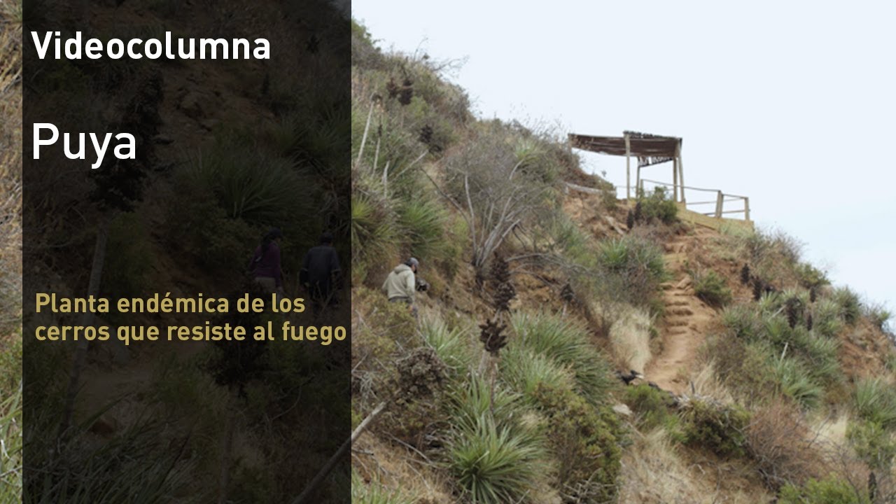 Puya: Planta endémica de los cerros que resiste al fuego - YouTube