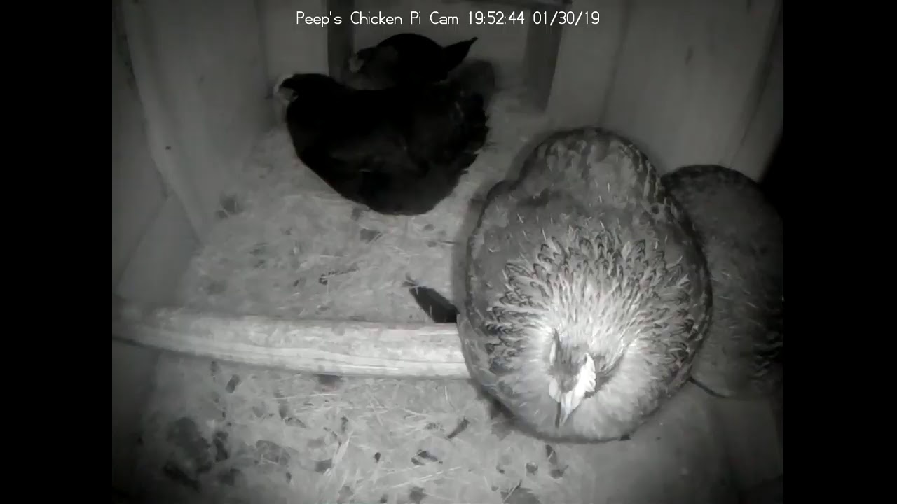 Peep's Chicken Pi Cam Live Stream - YouTube