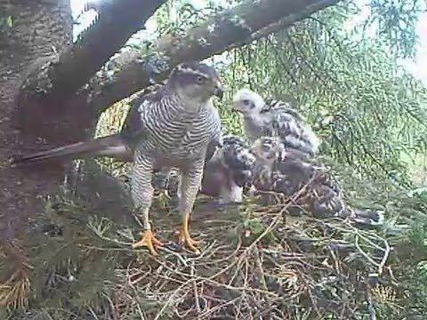 Goshawk Nest with Large Young - YouTube