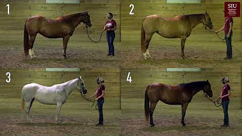 Horse Judging Practice - YouTube