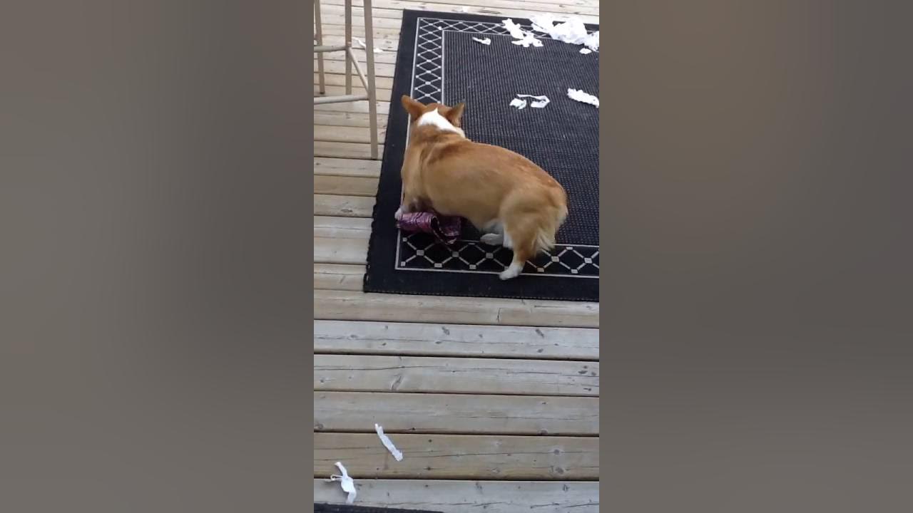 MY DOG EATS TOILET PAPER YouTube my-dog-eats-toilet-paper-youtube
