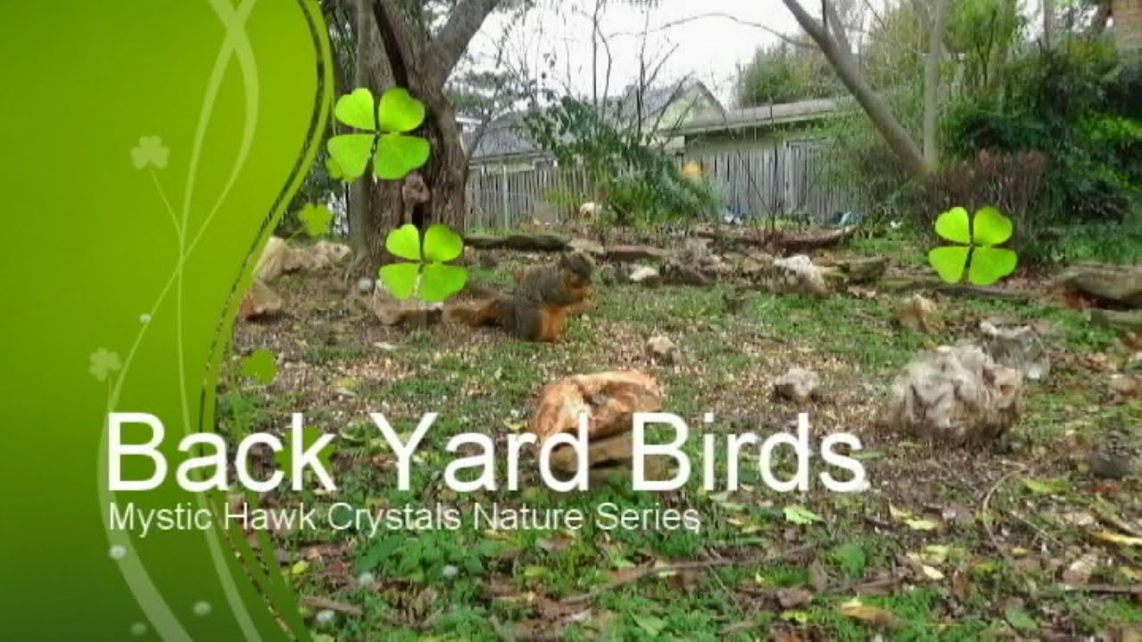 Mystic Hawk Nature: Back Yard Birds 1 #Birdwatching #SongBirds - YouTube