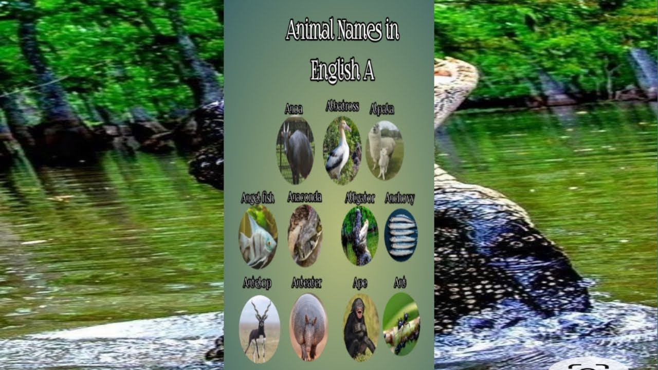 animal-names-in-english-a-youtube