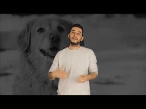 Yavru Köpeğim Kakasını Yiyor Ne Yapmalıyım?