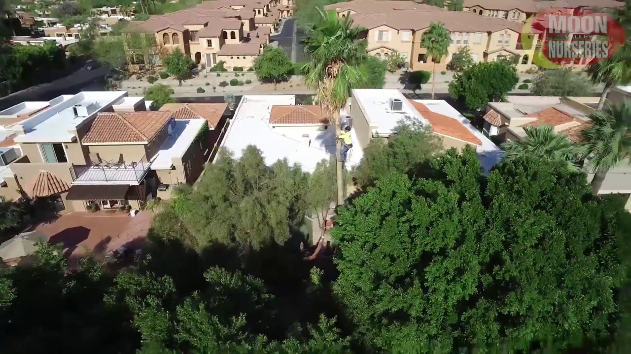 Moon Valley Nurseries Tree Care Team in Action - YouTube