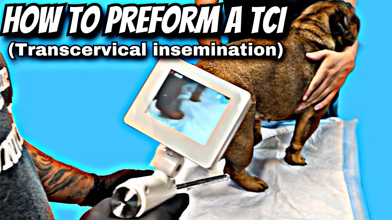How to preform a Tci - (Transcervical insemination) - YouTube