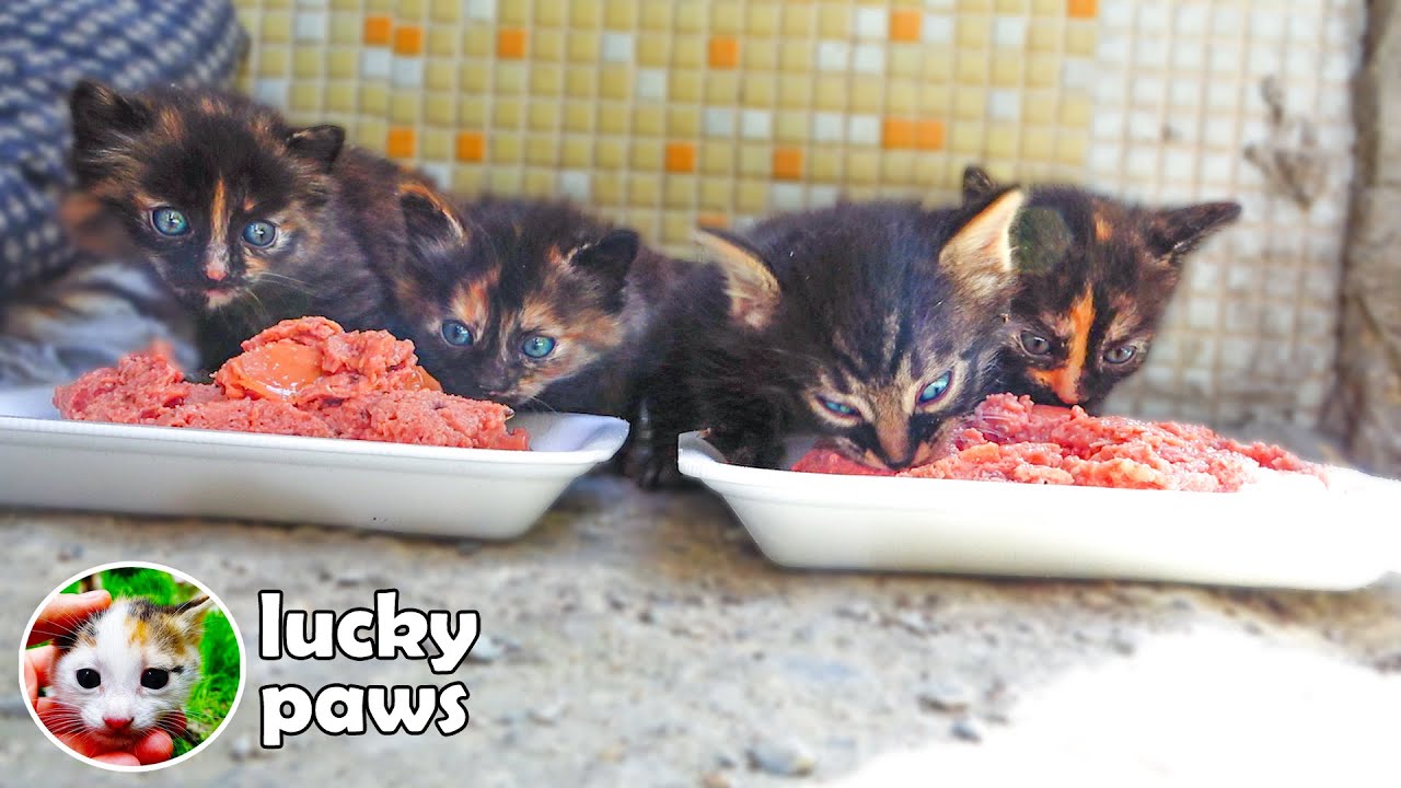 Mom Cat Teaches Kittens To Eat. Four Kittens Eating Food - Episode 6 ...