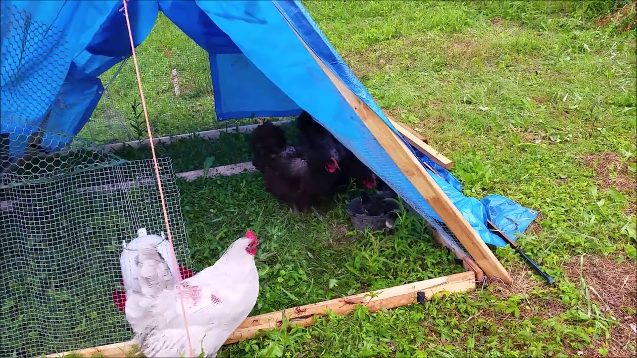 Letting the chickens and chicks out for the morning - YouTube