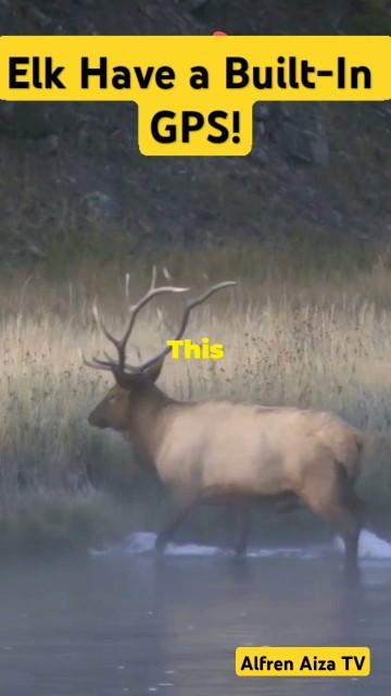 Elk Have a Built-In GPS! - YouTube