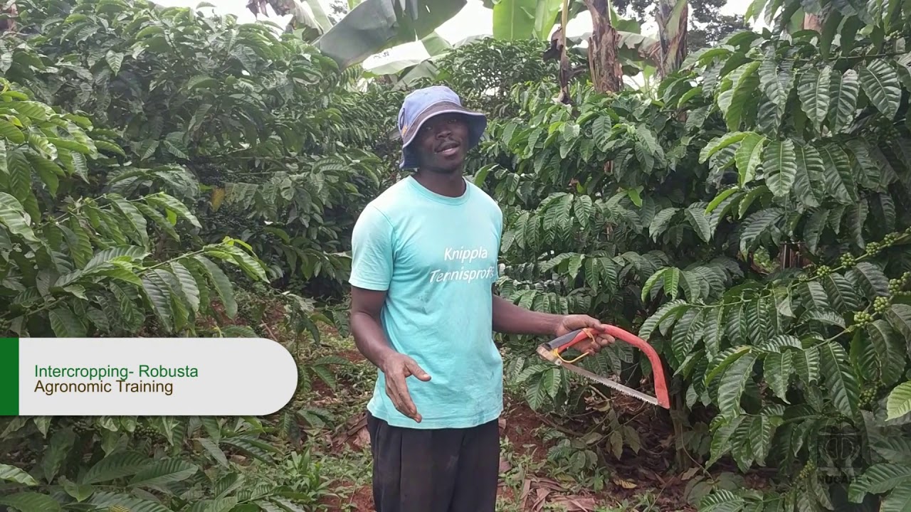 Inter-cropping Robusta Coffee - Step 10 - YouTube