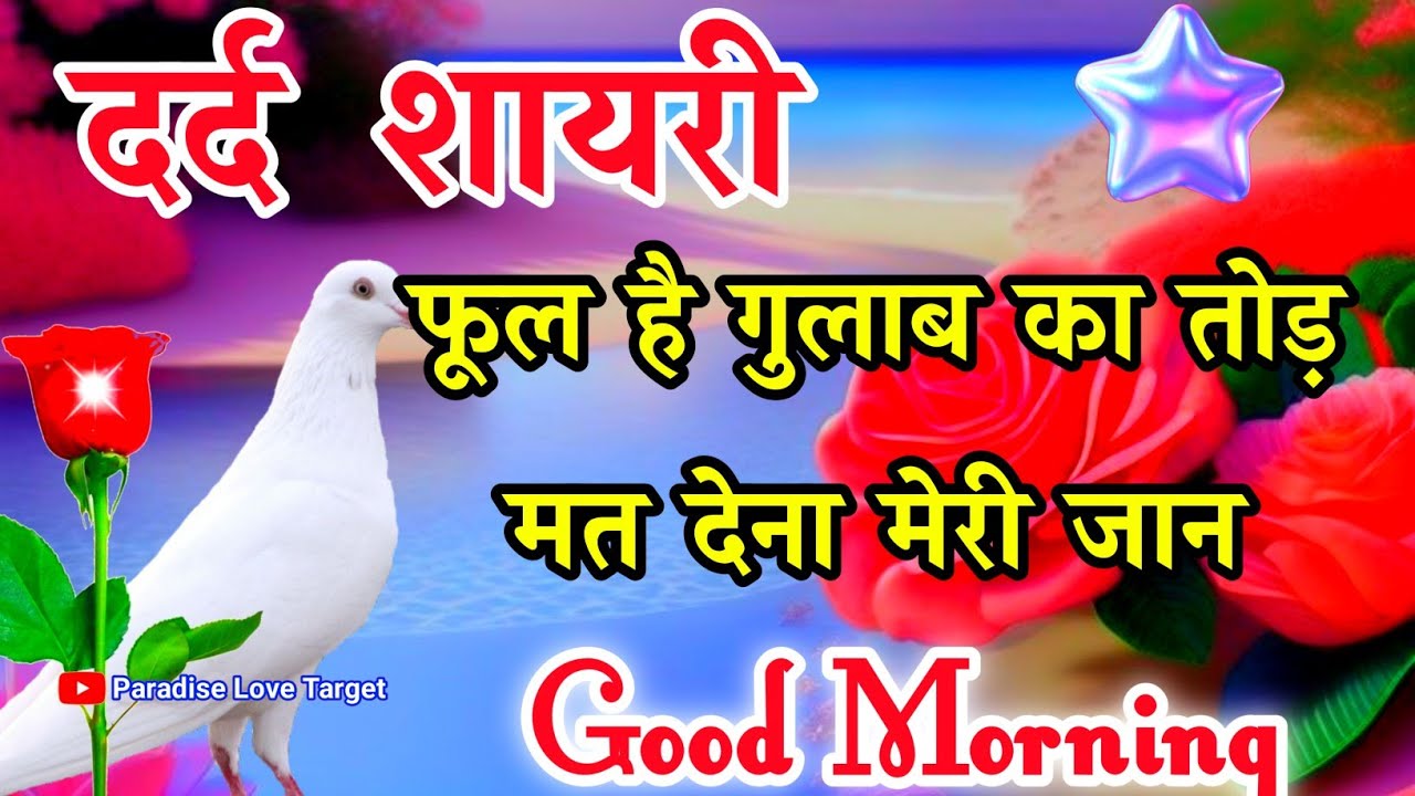 Good morning ki shayari 🌹 phool hai gulab Ka Tod mat dena 🌹 good ...