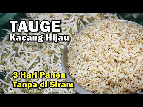 CARA MUDAH MEMBUAT TAUGE