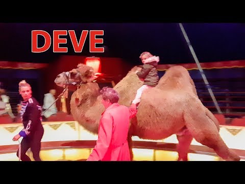 DEVE ÜSTÜNDE (Meryem ilk defa Sirkte Deve ye Bindi)