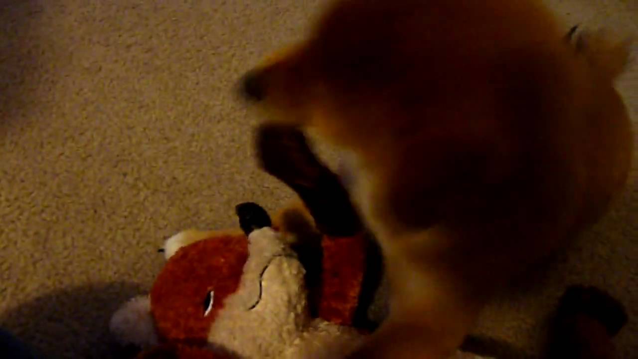 Shiba Inu - I'm not a fox - YouTube