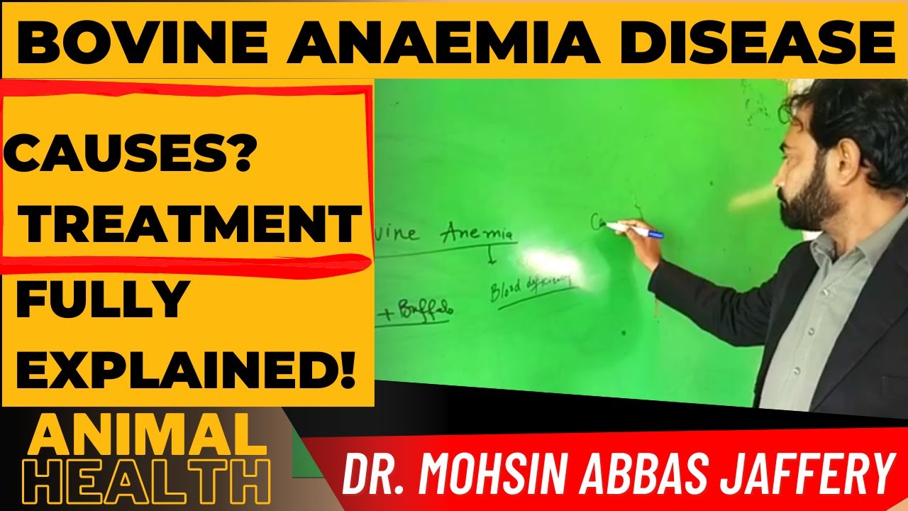 Bovine Anemia|| Causes|| Treatment|| #drmuhammadmohsinabbasjaffery ...