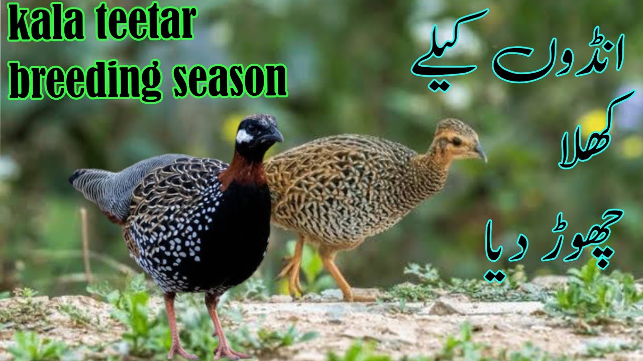 kala teetar breeding setup | Black francolin male and female | Breeding ...
