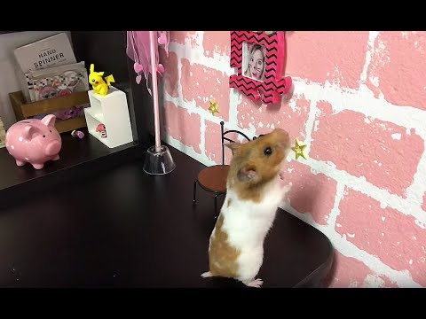 Mi Hamster Cuy Cuy el escapista | LUNA MIA MASCOTAS - YouTube