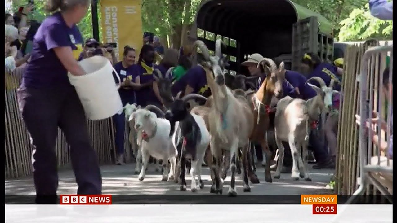 Running of the goats in Manhattan (Fun story) (USA) - BBC News - 30th ...