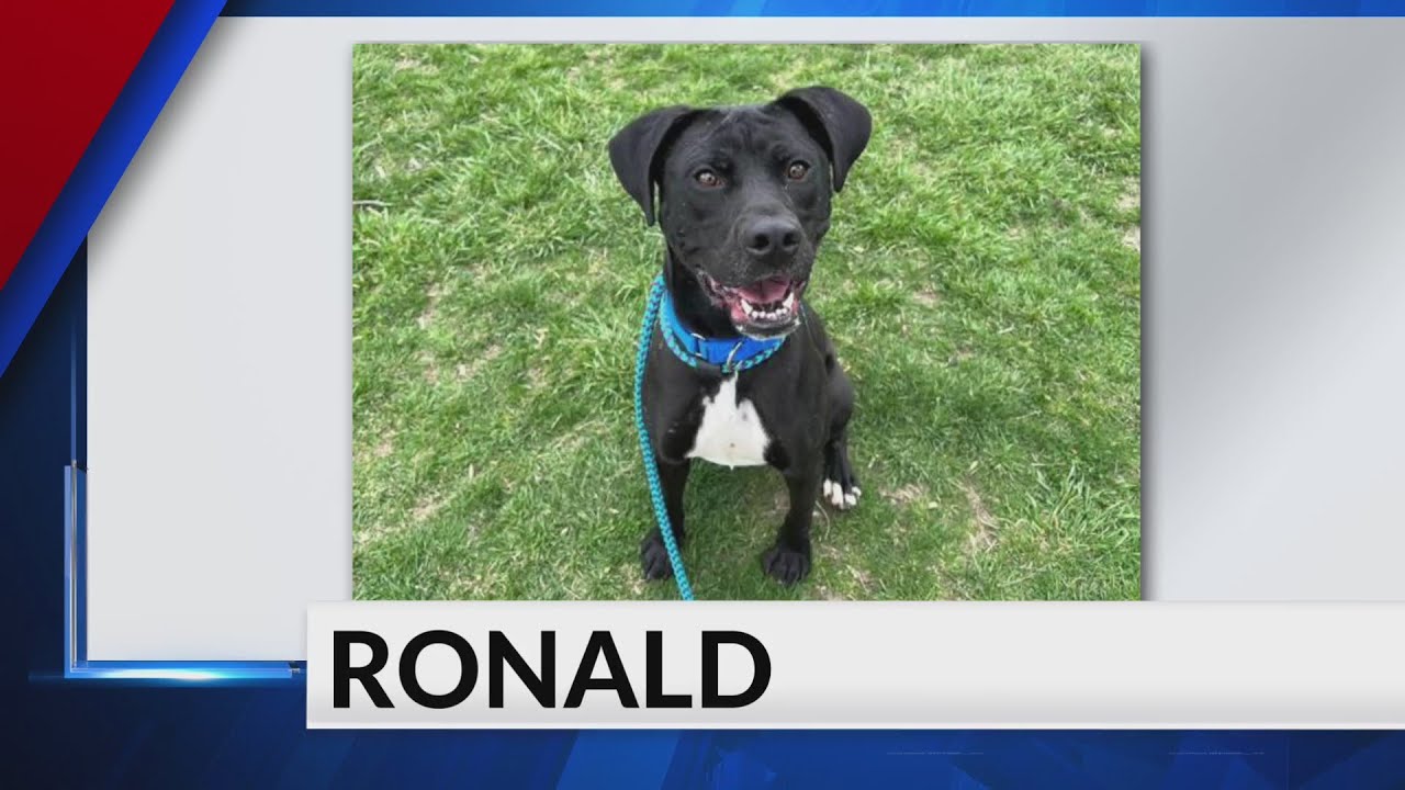 Pet of The Week: Ronald - YouTube