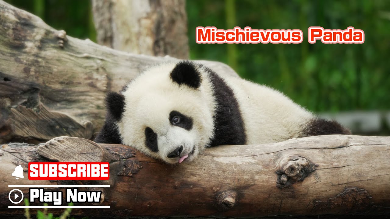 【Panda Billboard】Episode 326 Baby Pandas Are Just Like Mischievous ...