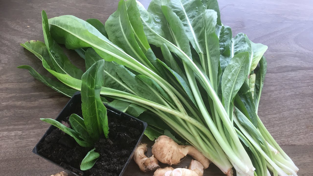 How To Cook Chicory Leaves “ Spadona” 29SEPT20 API 196 - YouTube