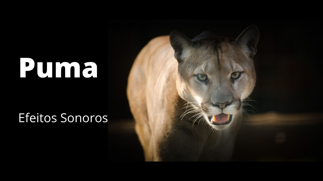 Puma Efeitos Sonoros Puma Sound Effects कौगर ध्वनि प्रभाव - YouTube