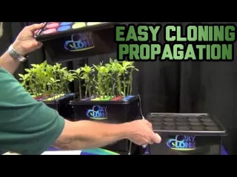 Oxyclone Simply Easy Cloning Propagation Machine - Propagating Clones ...