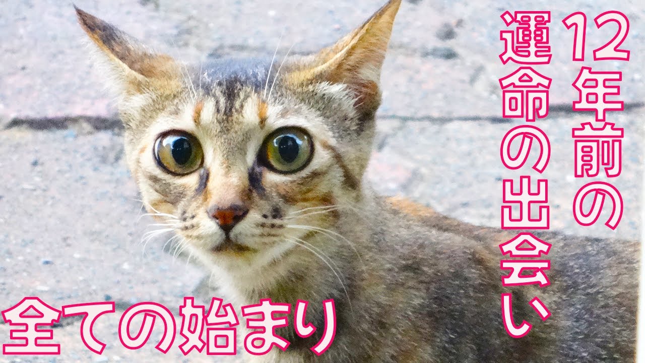 野良猫家族、12年の全ての物語の始まり My third-cat "Sango" 12th Anniversary - YouTube
