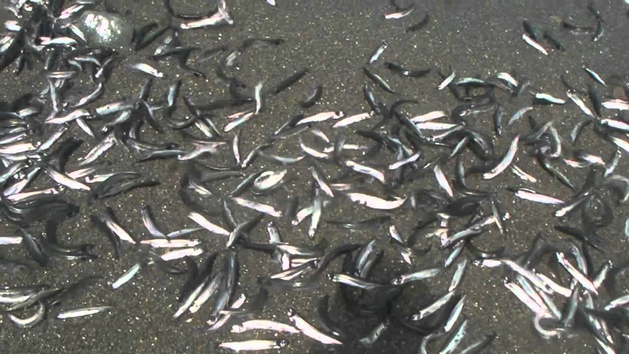 Caplin Rolling Hodderville ,Bonavista bay - YouTube