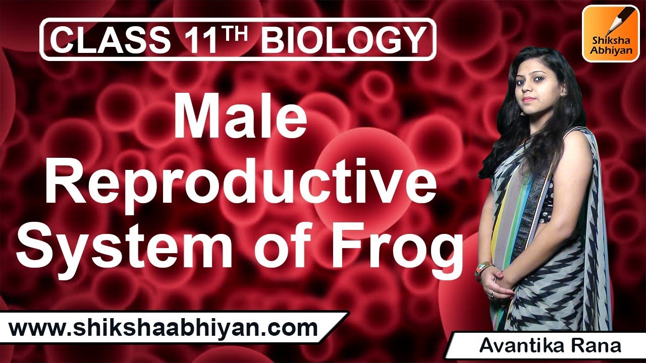 Male Reproductive System of Frog-#CBSE Class 11 Biology - YouTube