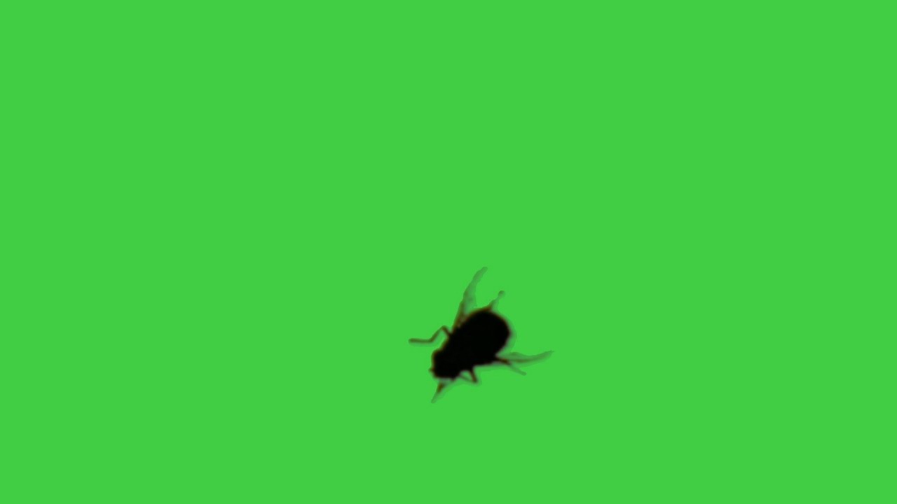 Green screen lalat green screen flies effect - YouTube
