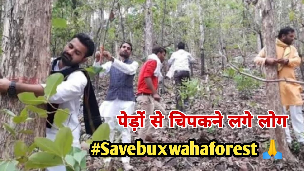 Buxwaha Forest Update News | Save Buxwaha Forest | #savebuxwahaforest ...