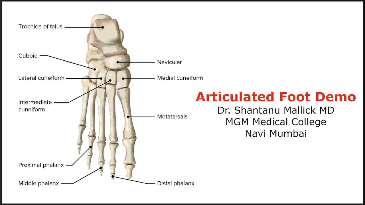 Articulated foot demo by Dr. Shantanu Mallick - YouTube
